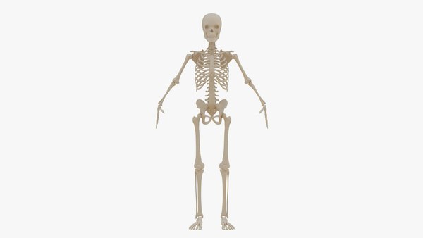 modelo 3d Esqueleto humano 3D realista - TurboSquid 2135489