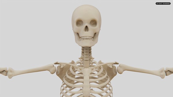 modelo 3d Esqueleto humano 3D realista - TurboSquid 2135489