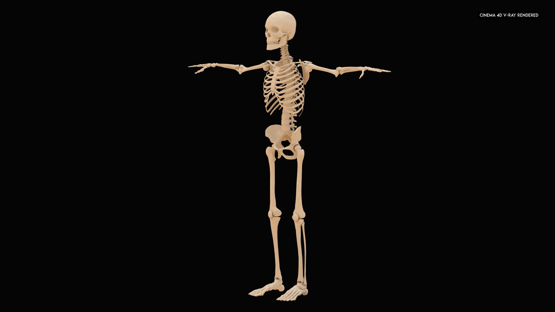 3D Human Skeleton 3D Realistic - TurboSquid 2135489