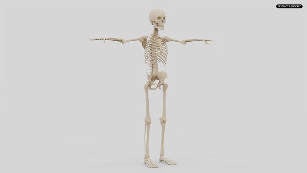 modelo 3d Esqueleto humano 3D realista - TurboSquid 2135489