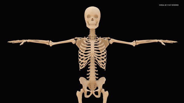 modelo 3d Esqueleto humano 3D realista - TurboSquid 2135489