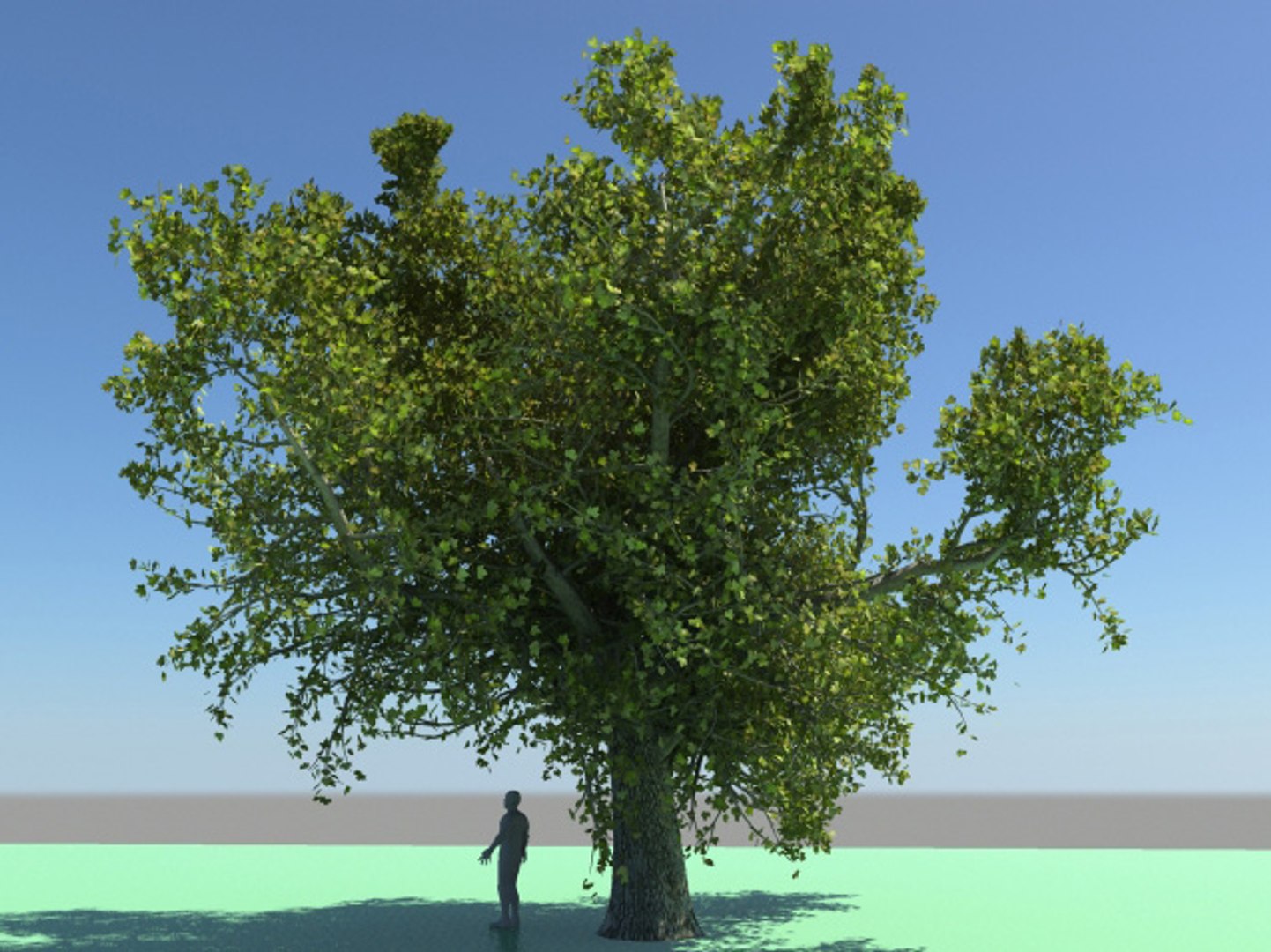 Oak Tree 3d Model
