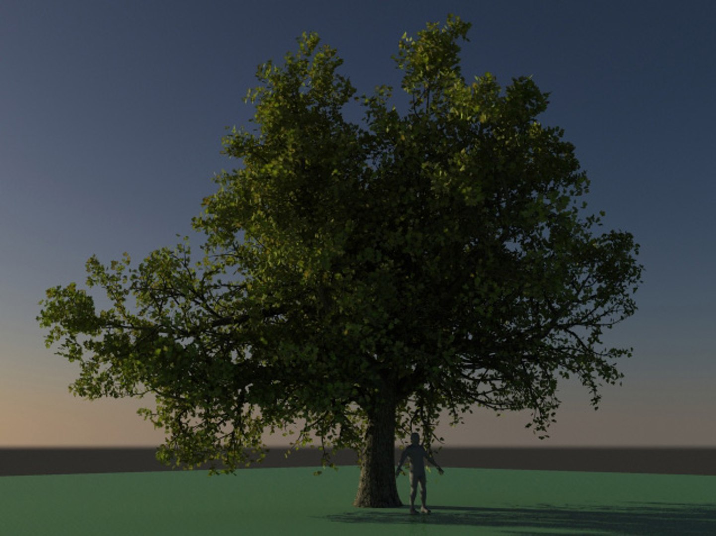 Oak Tree 3d Model