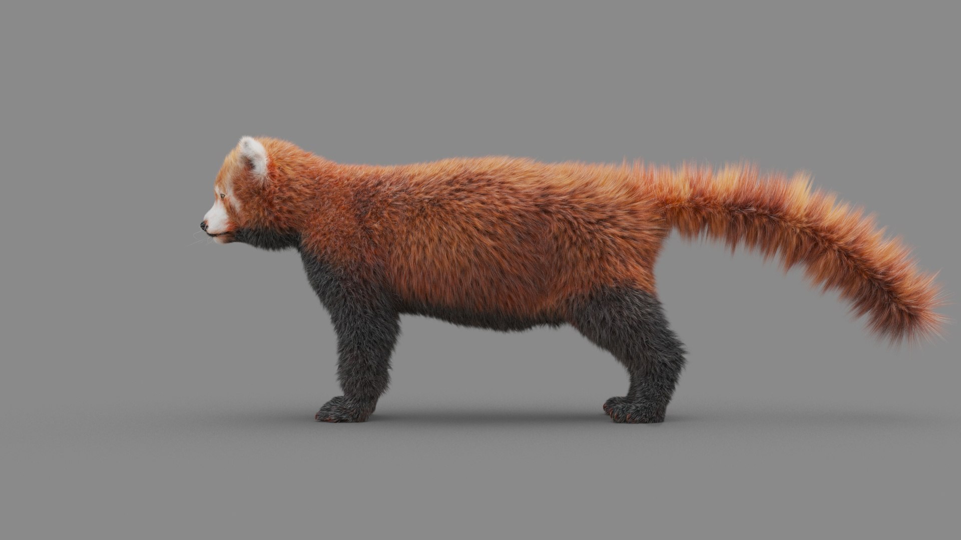 3D Red Panda Model - TurboSquid 1776766