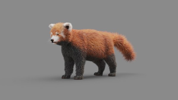 3D Red Panda model - TurboSquid 1776766