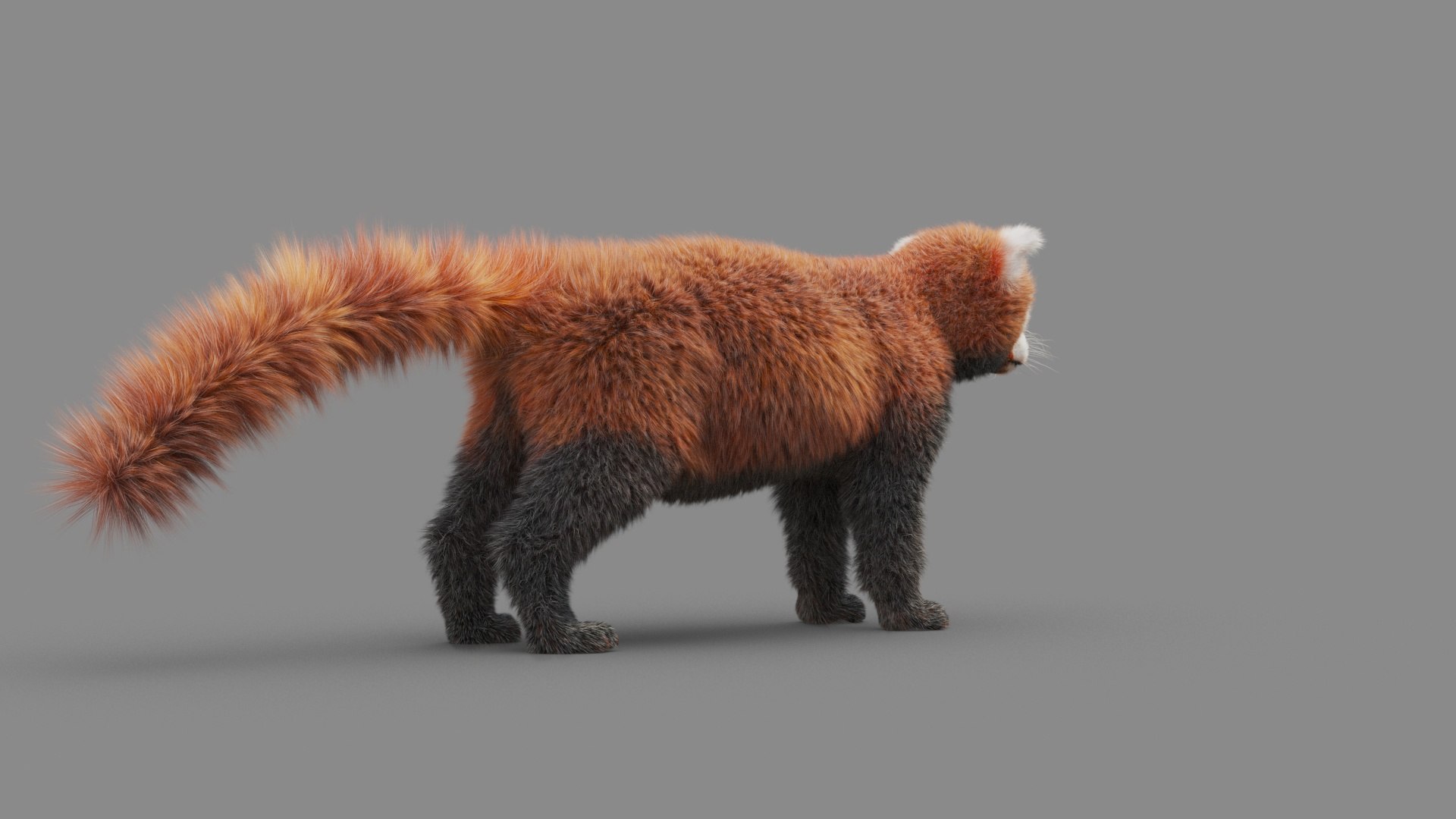 3D Red Panda Model - TurboSquid 1776766