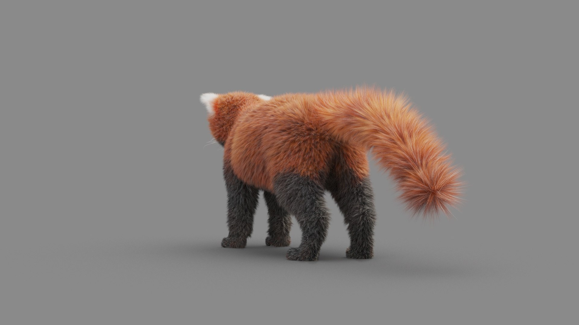3D Red Panda Model - TurboSquid 1776766