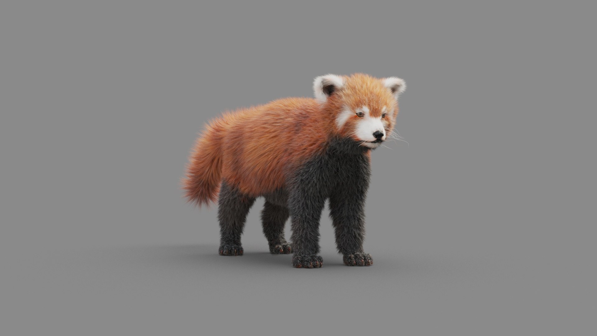 3D Red Panda Model - TurboSquid 1776766