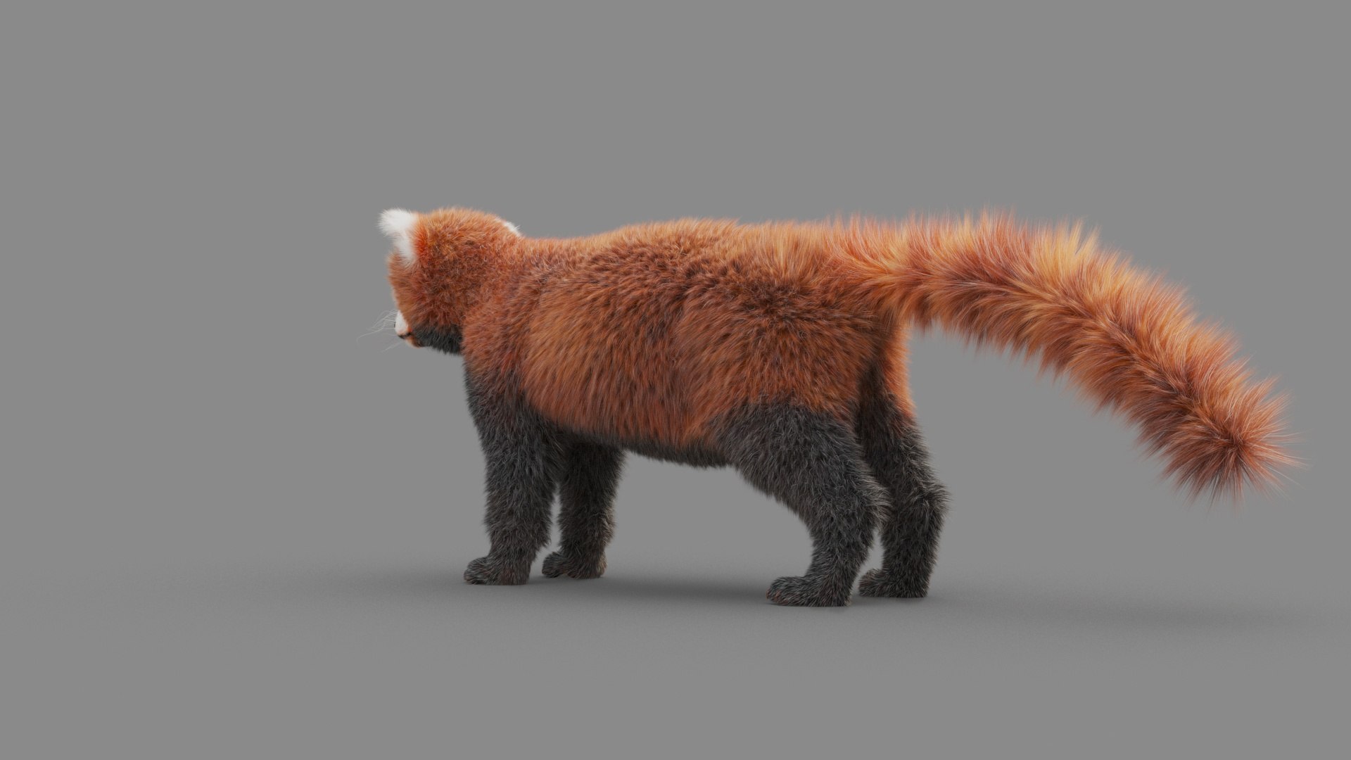 3D Red Panda Model - TurboSquid 1776766