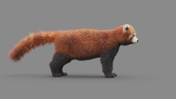 3D Red Panda model - TurboSquid 1776766