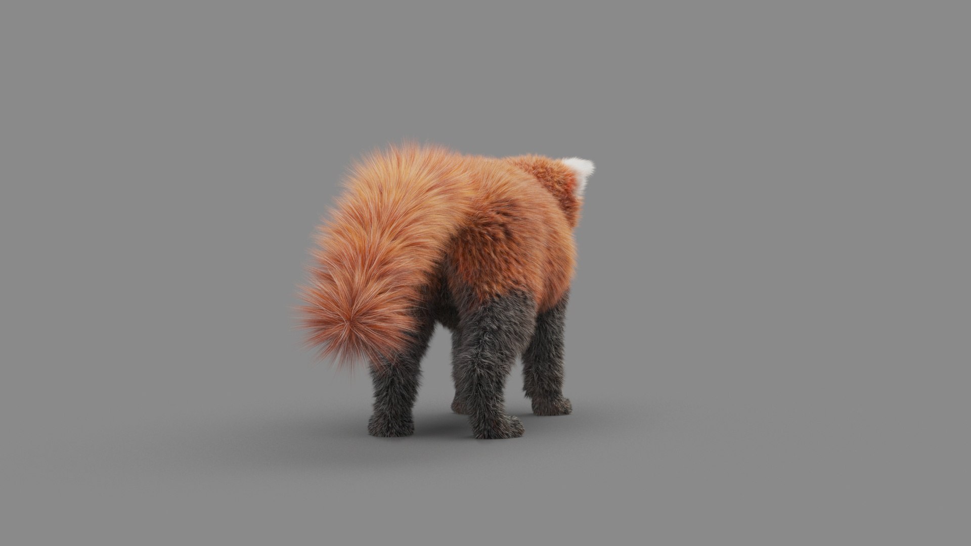 3D Red Panda Model - TurboSquid 1776766