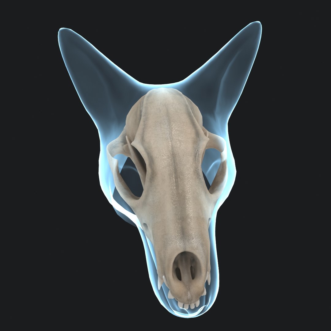 3d model reynard skull