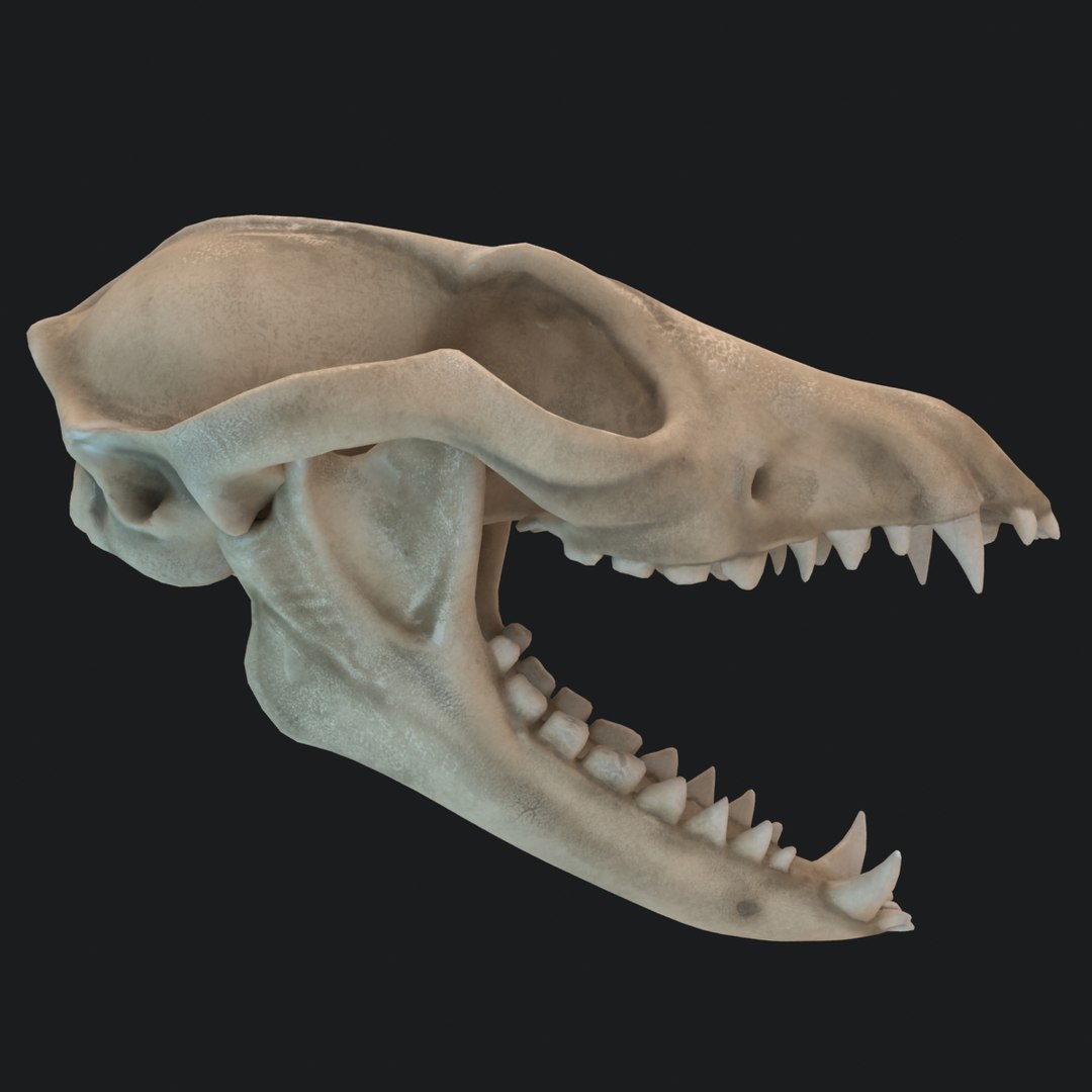3d model reynard skull