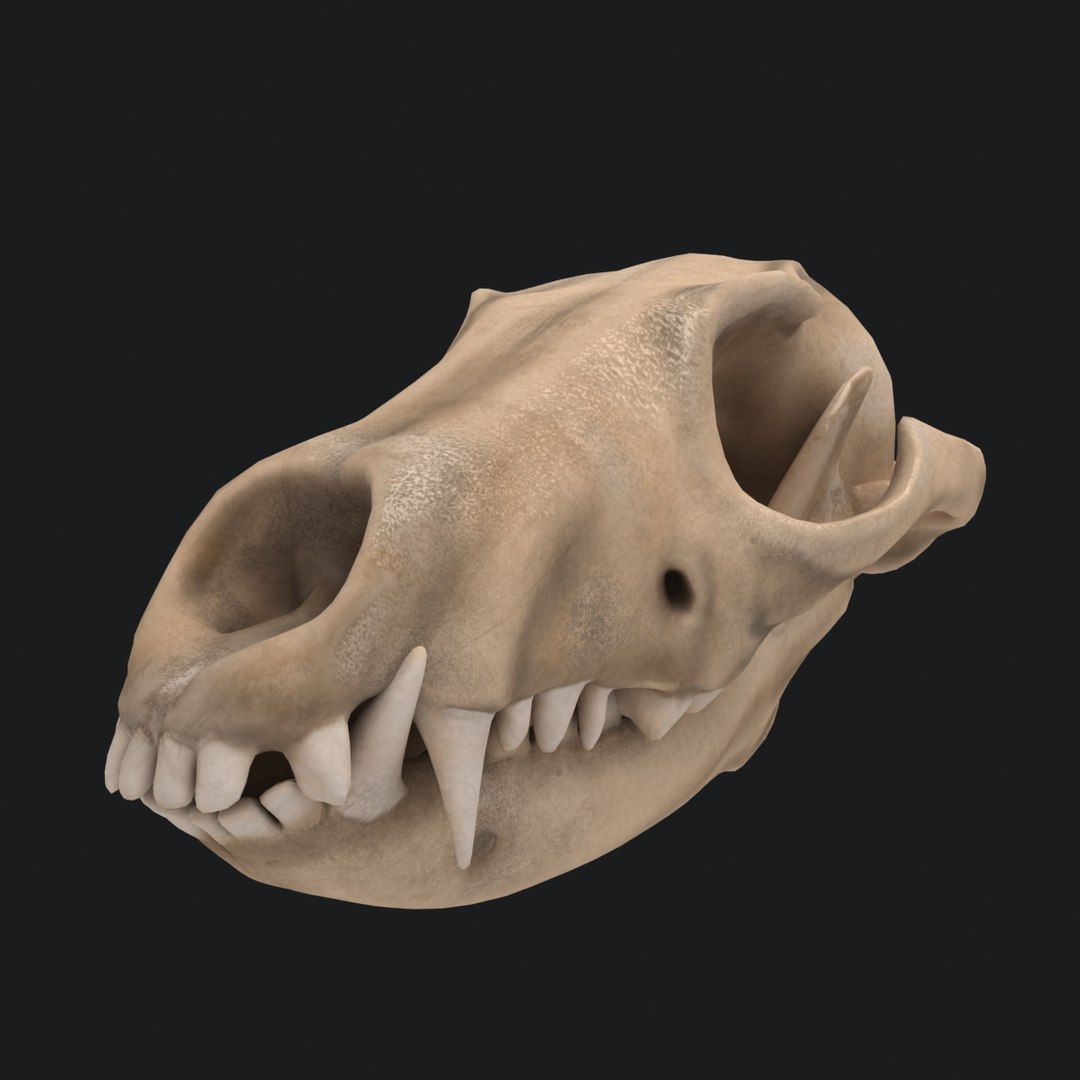 3d model reynard skull