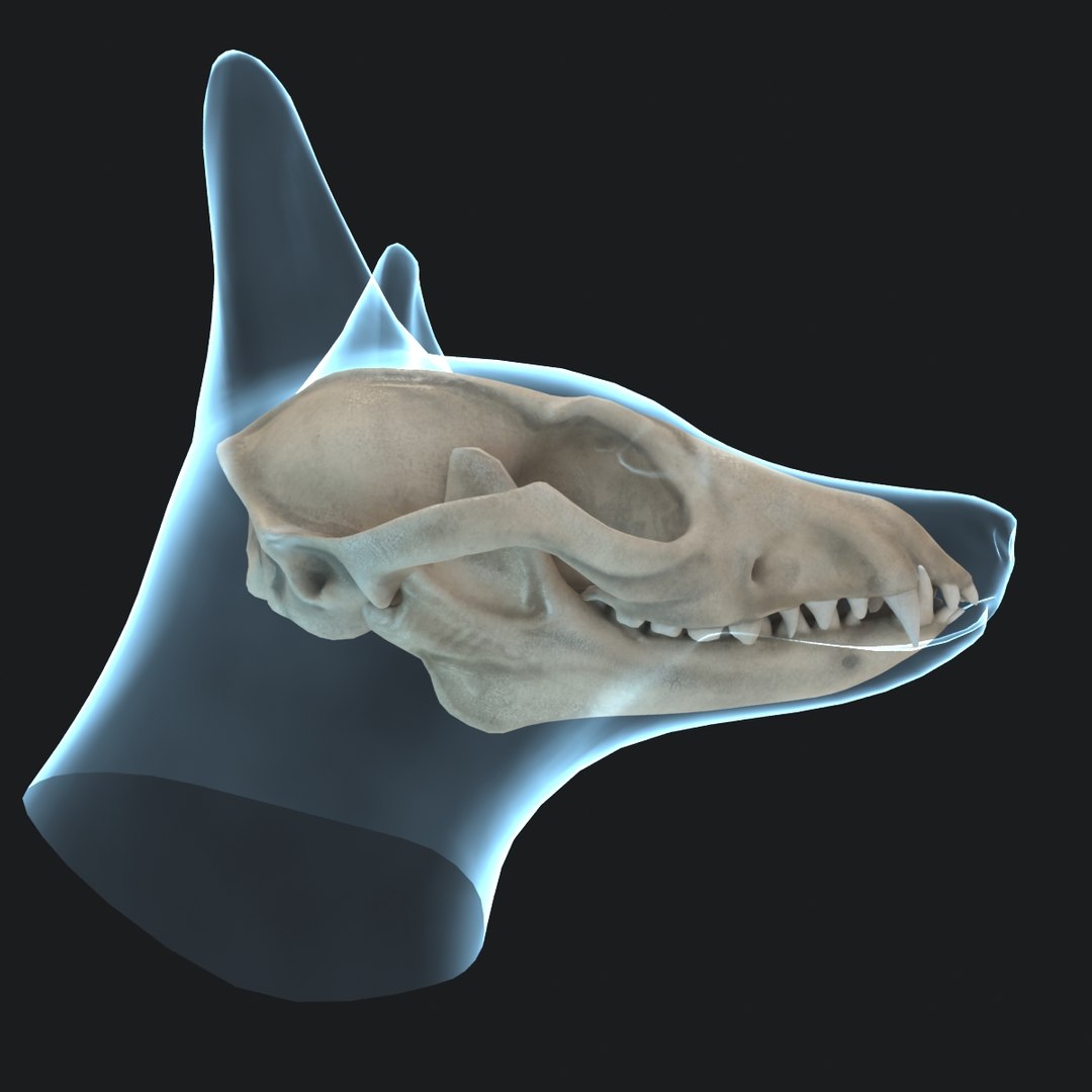 3d model reynard skull