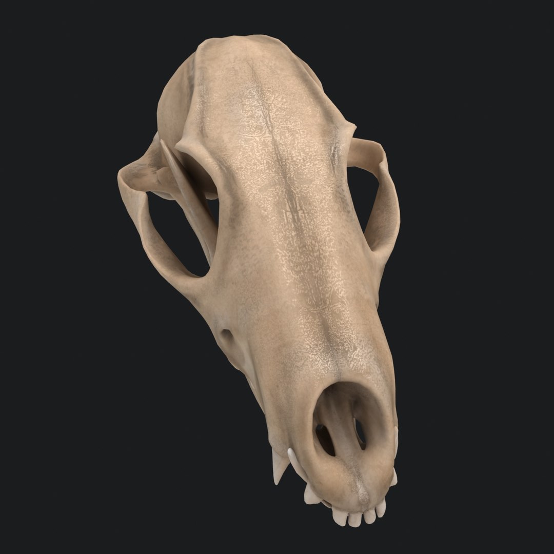 3d model reynard skull