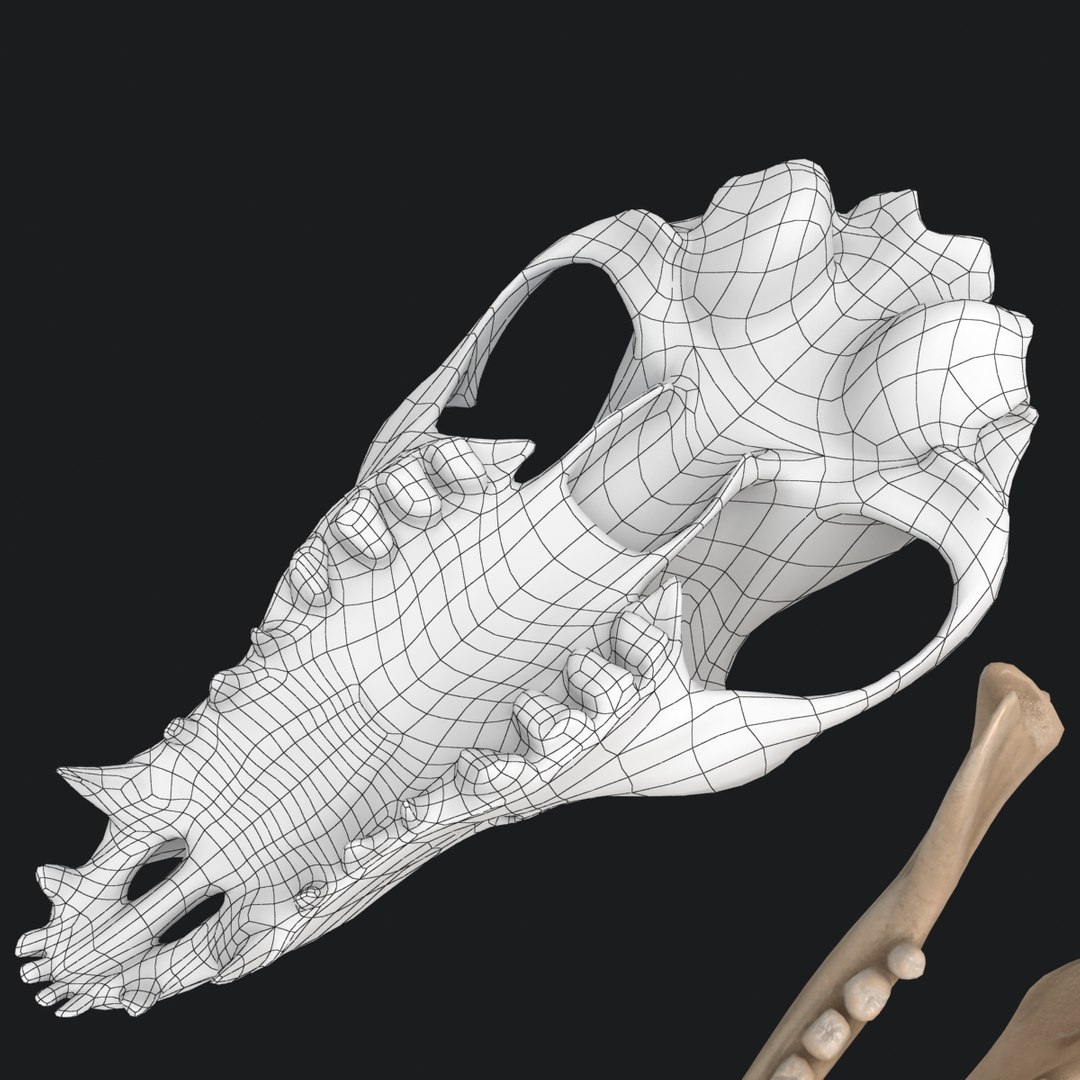3d model reynard skull