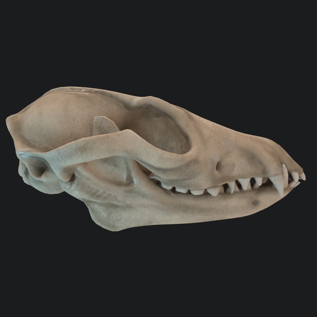 3d model reynard skull