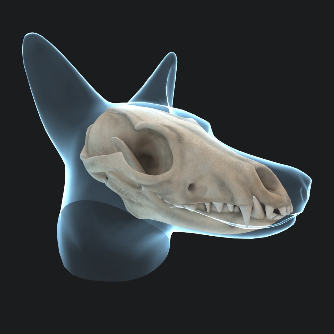 3d model reynard skull