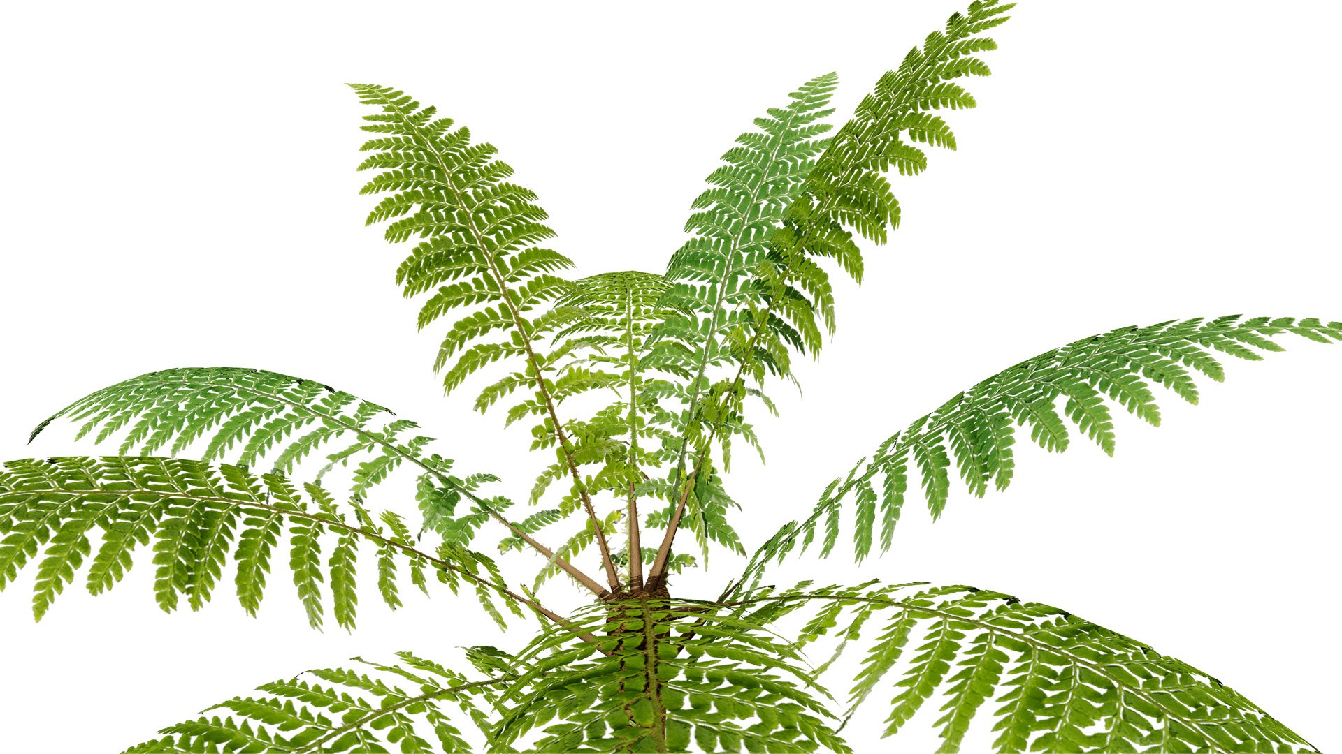 Realistic Tree Fern 3D Model - TurboSquid 2324095