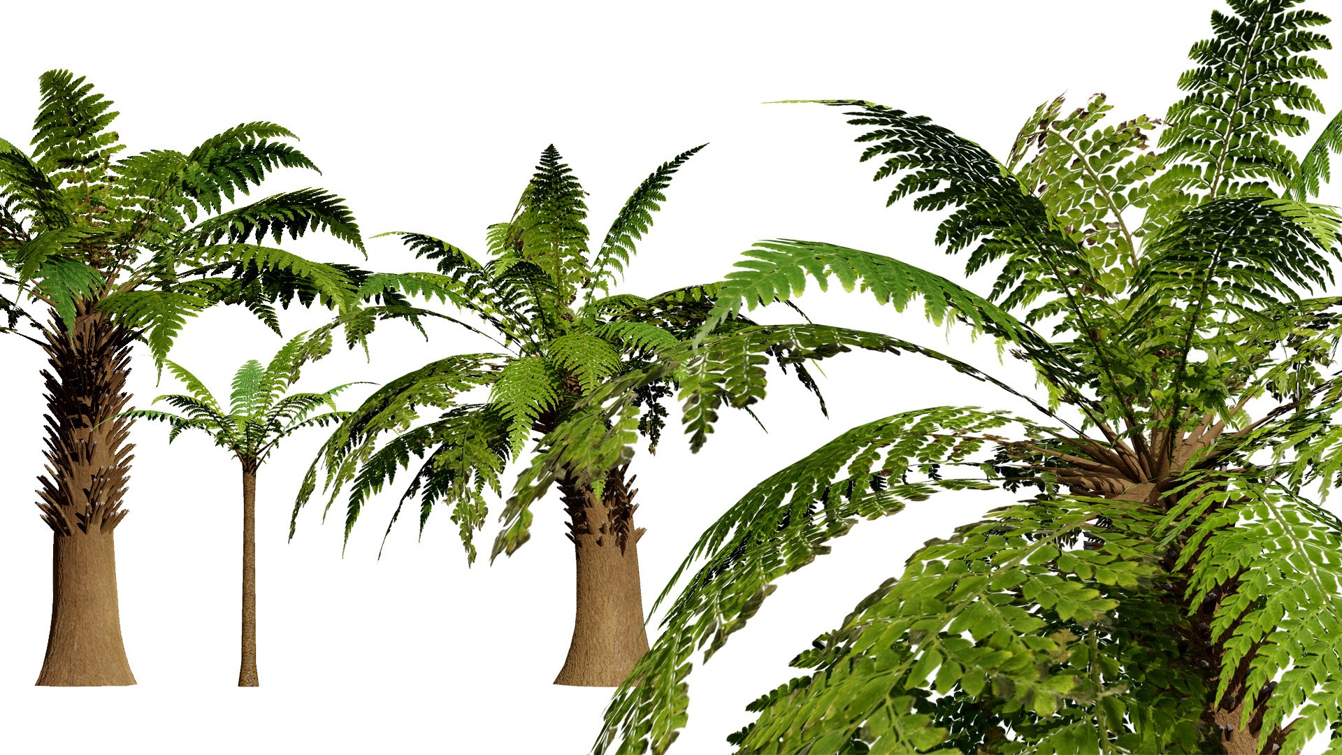 Realistic Tree Fern 3D Model - TurboSquid 2324095