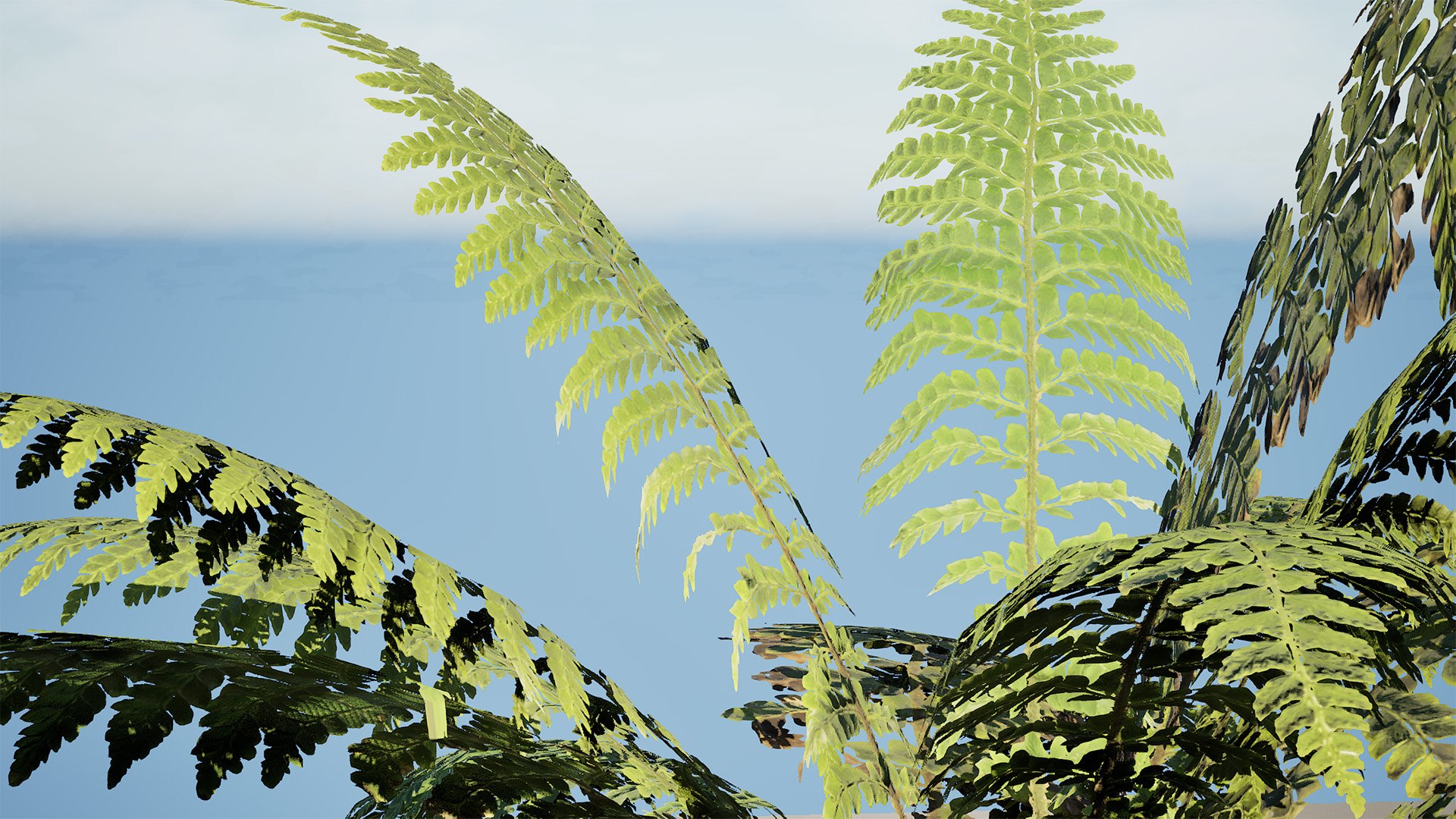 Realistic Tree Fern 3D Model - TurboSquid 2324095