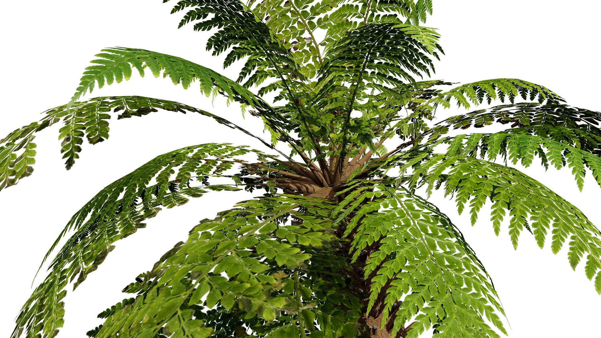 Realistic Tree Fern 3D Model - TurboSquid 2324095