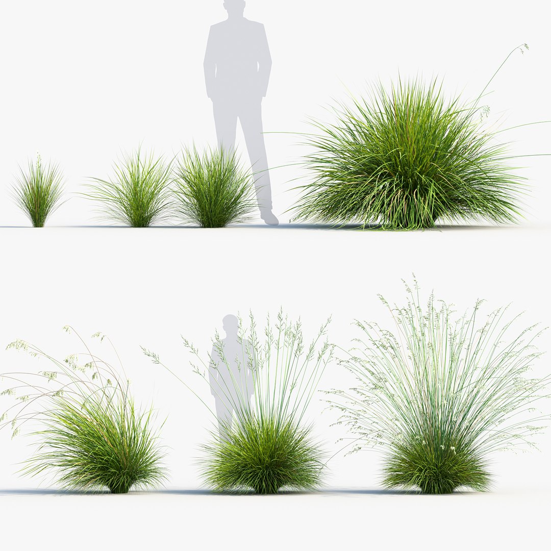 Helictotrichon Sempervirens Blue Oat Grass 3D - TurboSquid 2080674