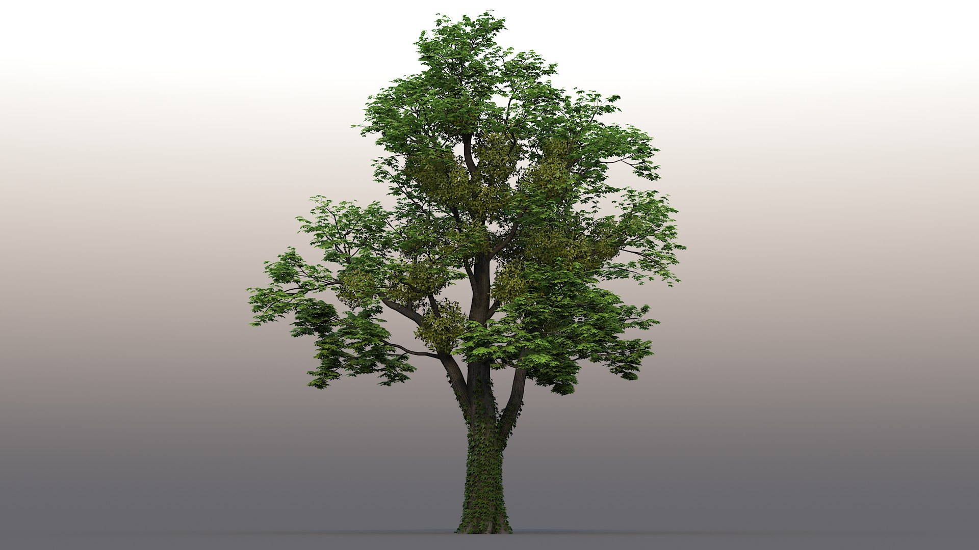3D Tree Maple Model - TurboSquid 1666485
