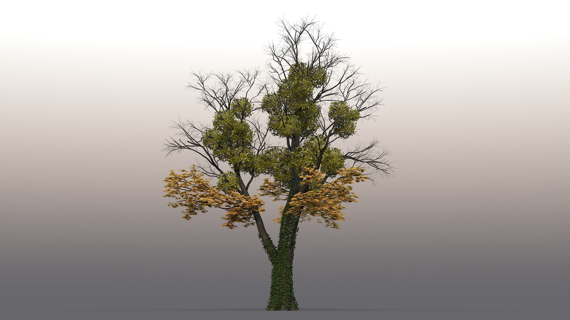 3D Tree Maple Model - TurboSquid 1666485