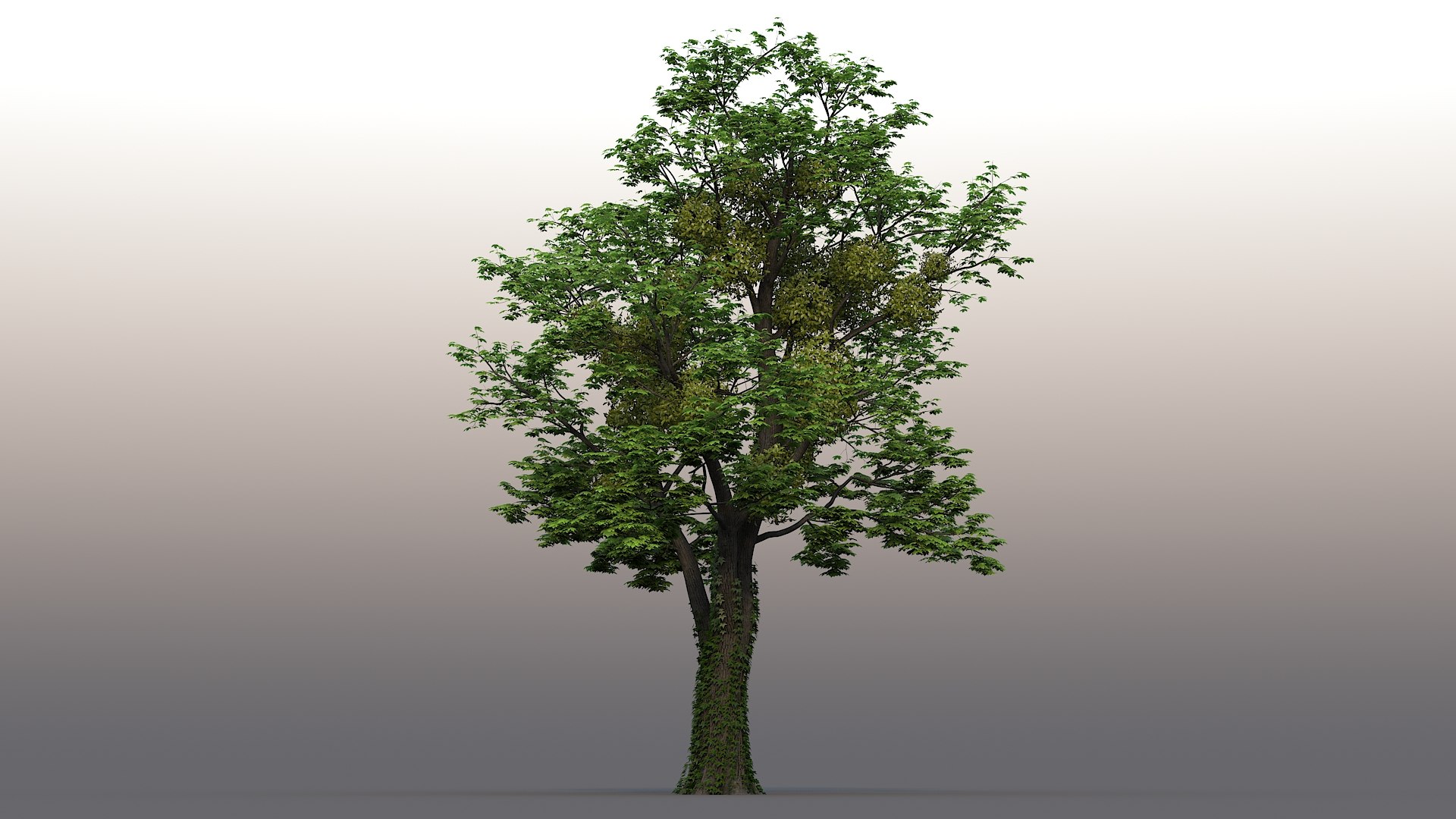 3D Tree Maple Model - TurboSquid 1666485