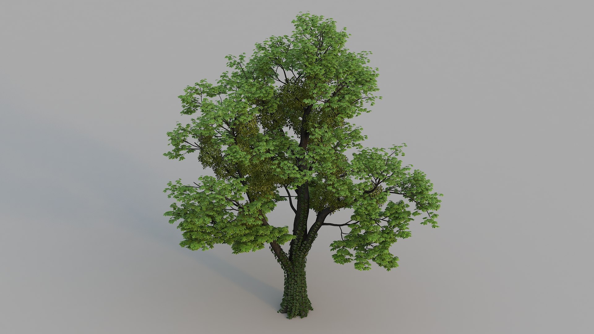 3D Tree Maple Model - TurboSquid 1666485