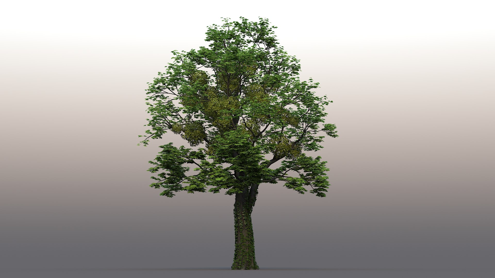 3D Tree Maple Model - TurboSquid 1666485