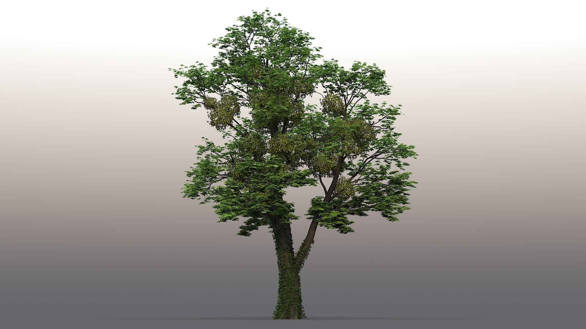 3D Tree Maple Model - TurboSquid 1666485