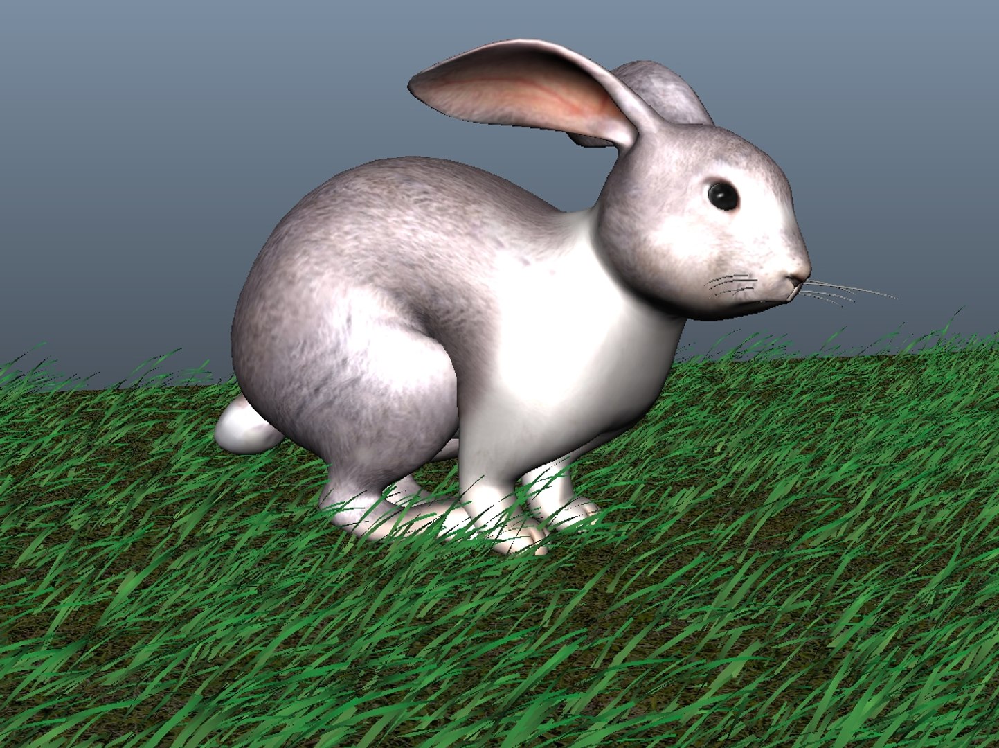 3d rabbit model