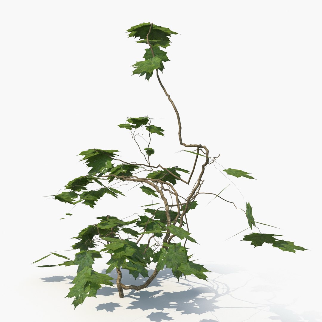 Realistic Ivy Plant 3D Model - TurboSquid 1151843