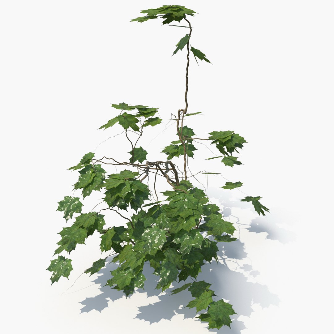 Realistic Ivy Plant 3D Model - TurboSquid 1151843