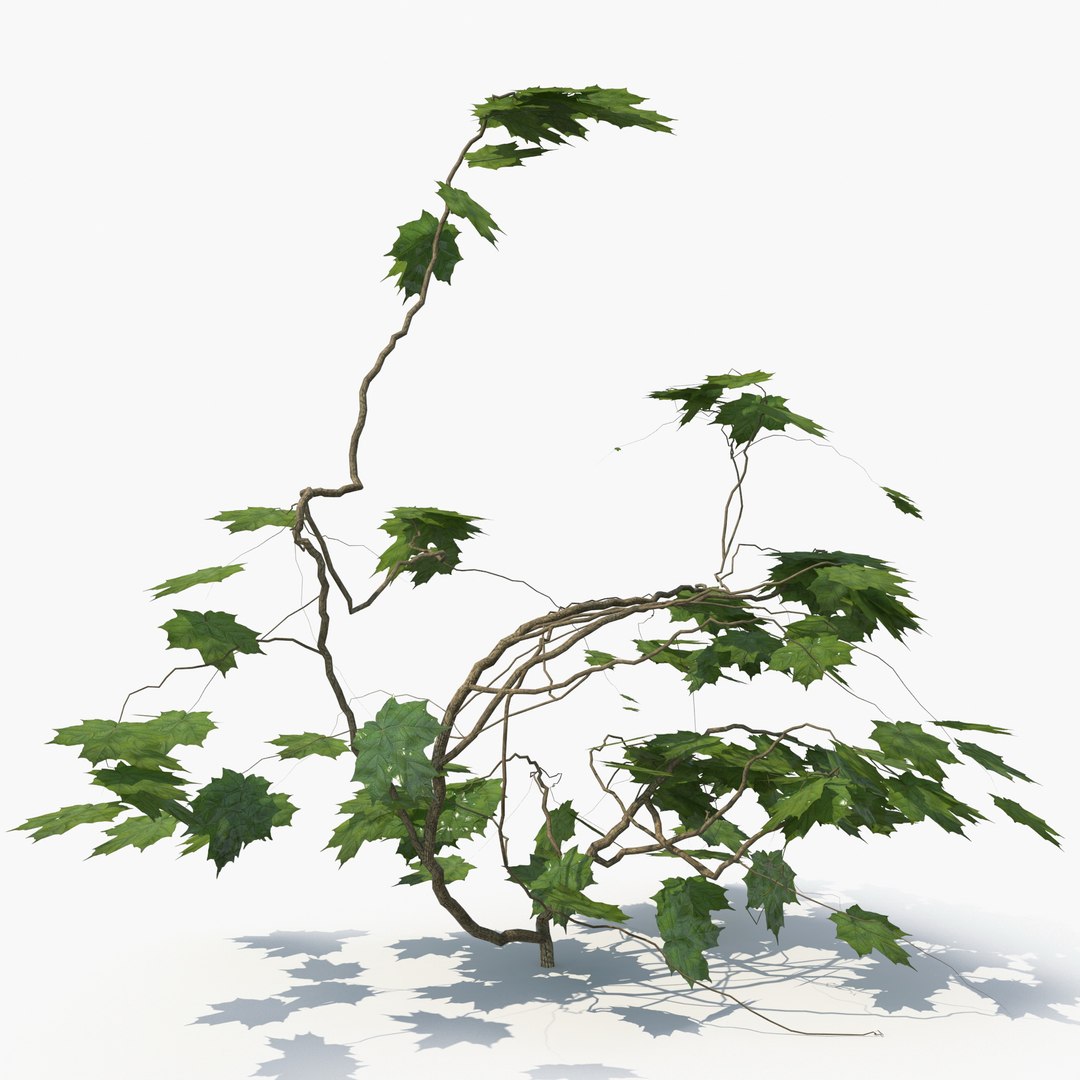 Realistic Ivy Plant 3D Model - TurboSquid 1151843