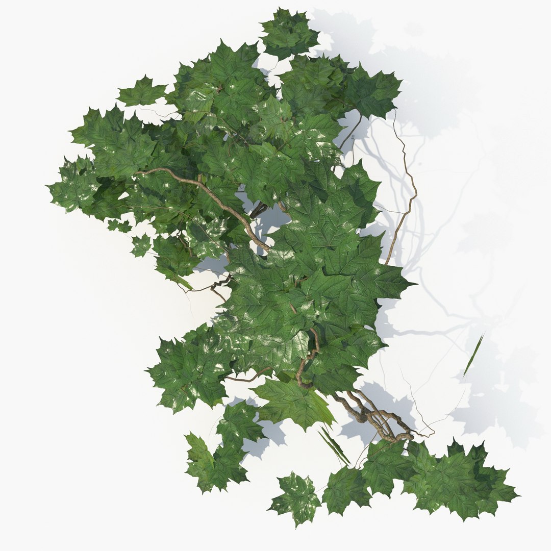 Realistic Ivy Plant 3D Model - TurboSquid 1151843