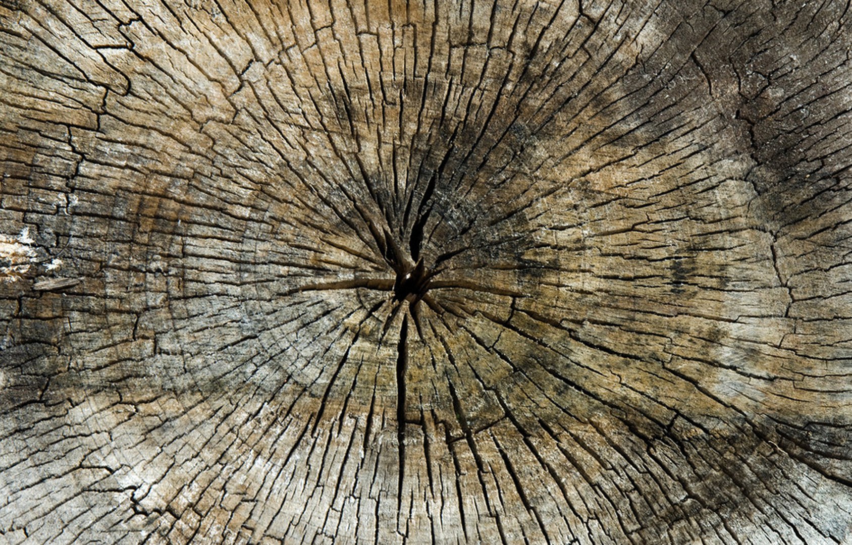 3D Wood Log Model - TurboSquid 2197514