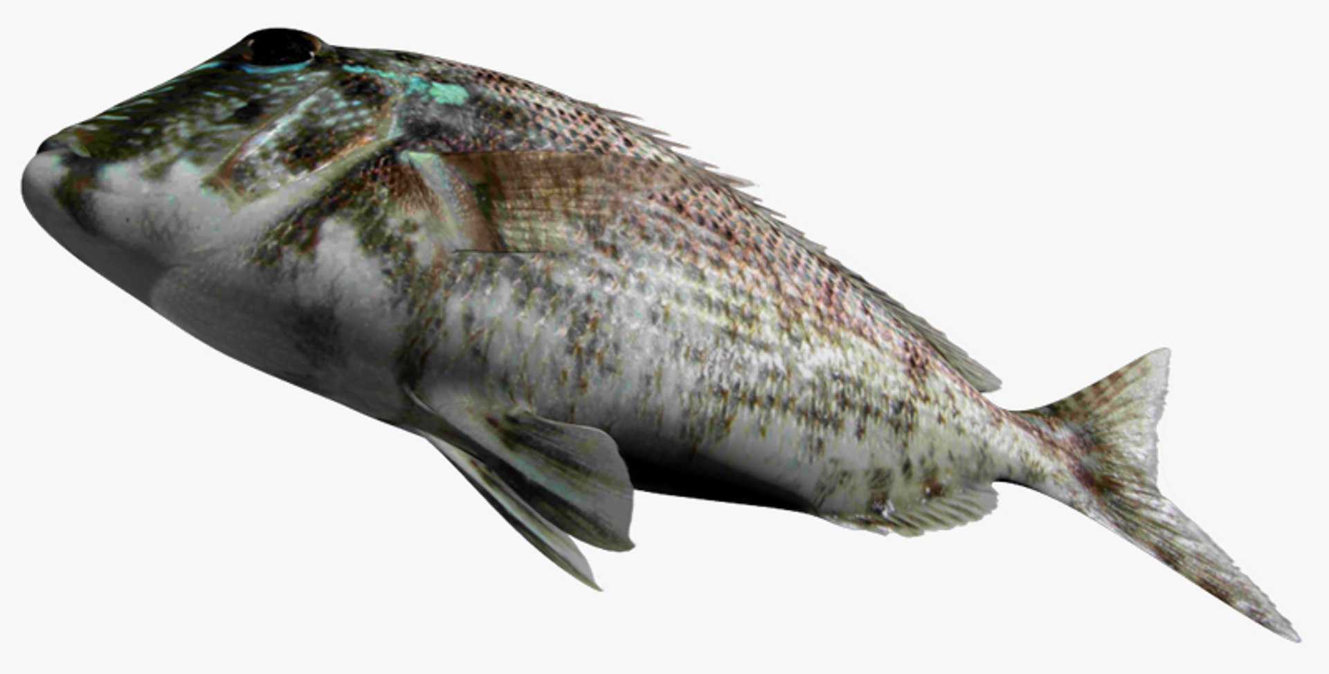 3D Saltwater Fish Collection 12 - TurboSquid 1835037