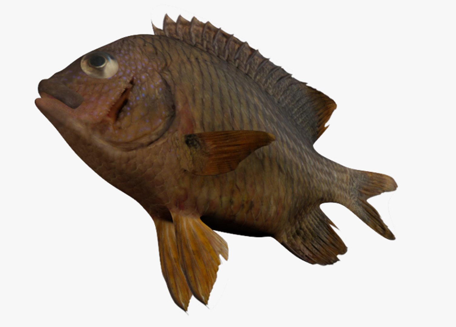 3D Saltwater Fish Collection 12 - TurboSquid 1835037