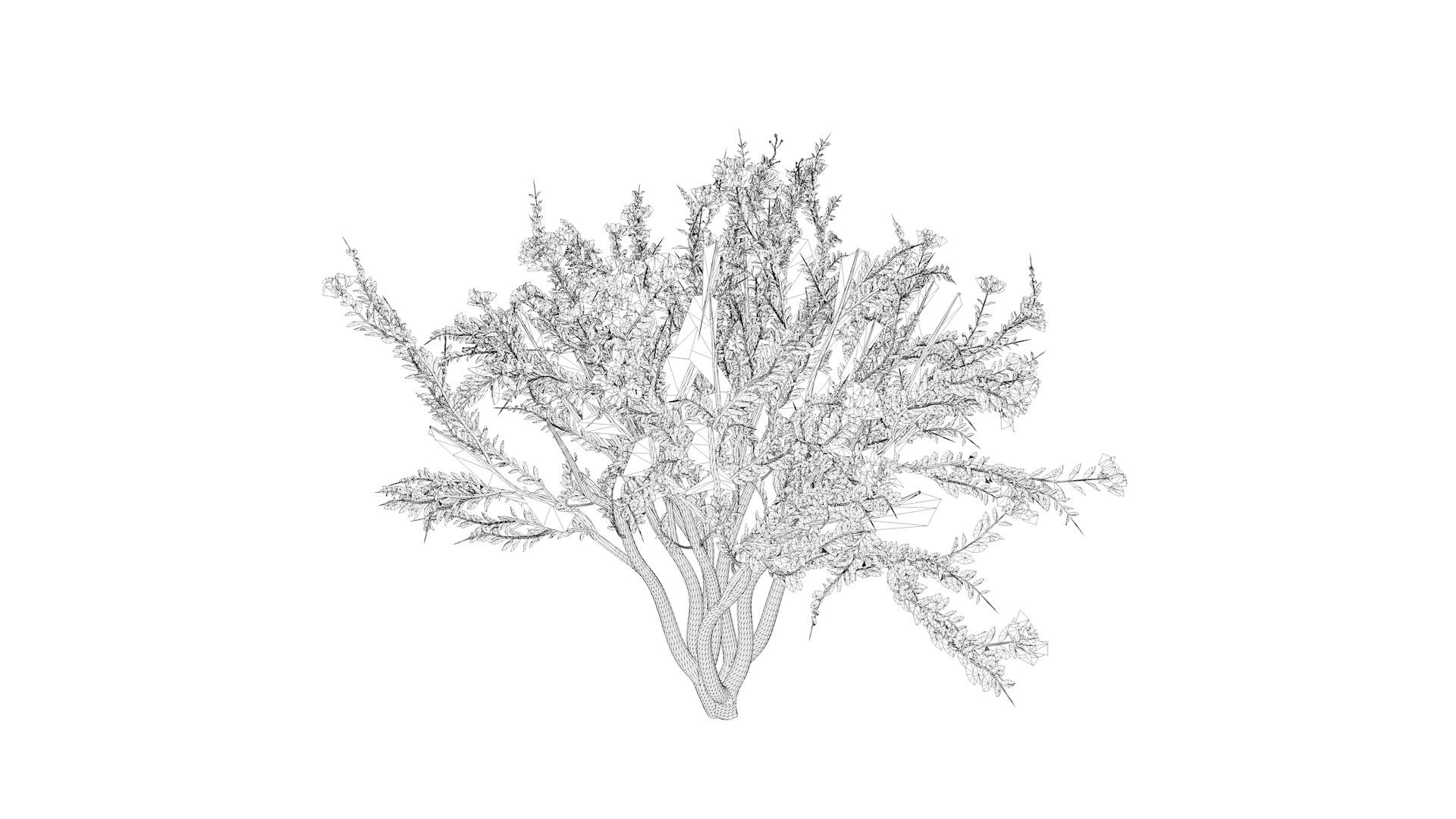 Crape Myrtle Tree - 01 - 3D - TurboSquid 2375778