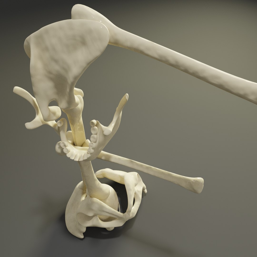 3D Letter F Bones Skeleton Model - TurboSquid 1544826