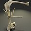 3D Letter F Bones Skeleton Model - TurboSquid 1544826