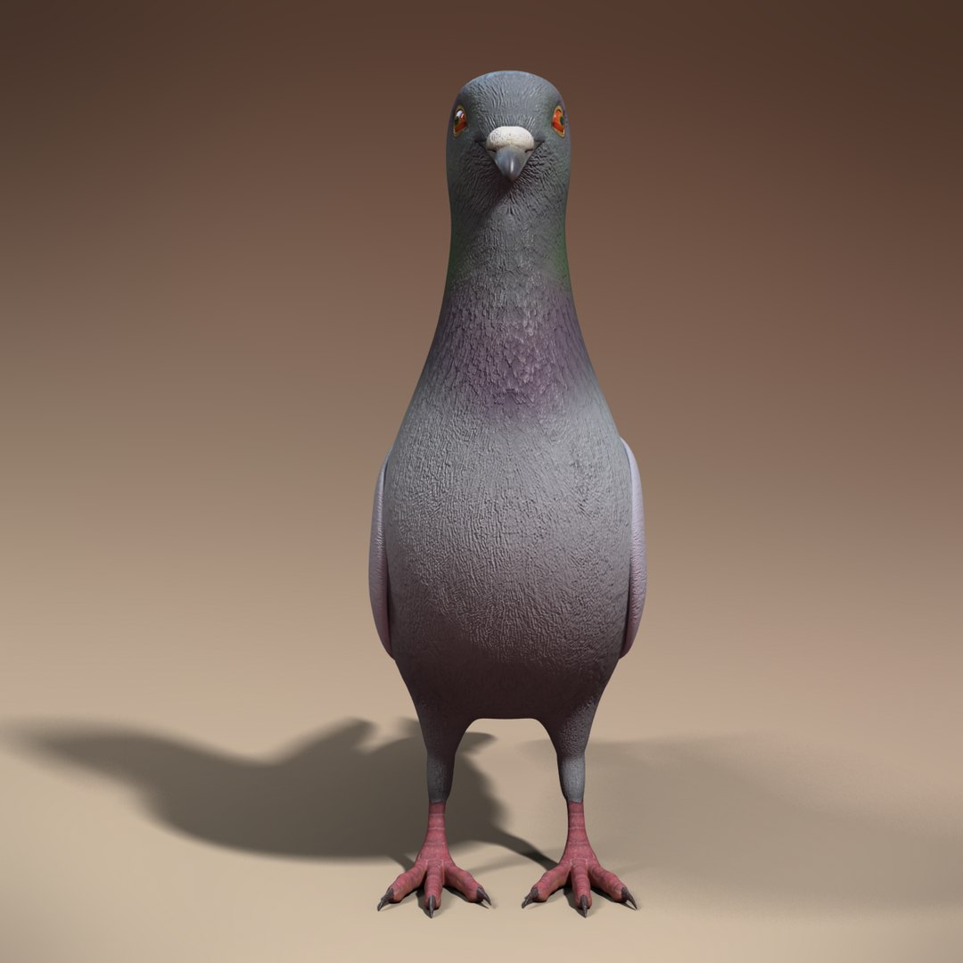 Pigeon Bird Max