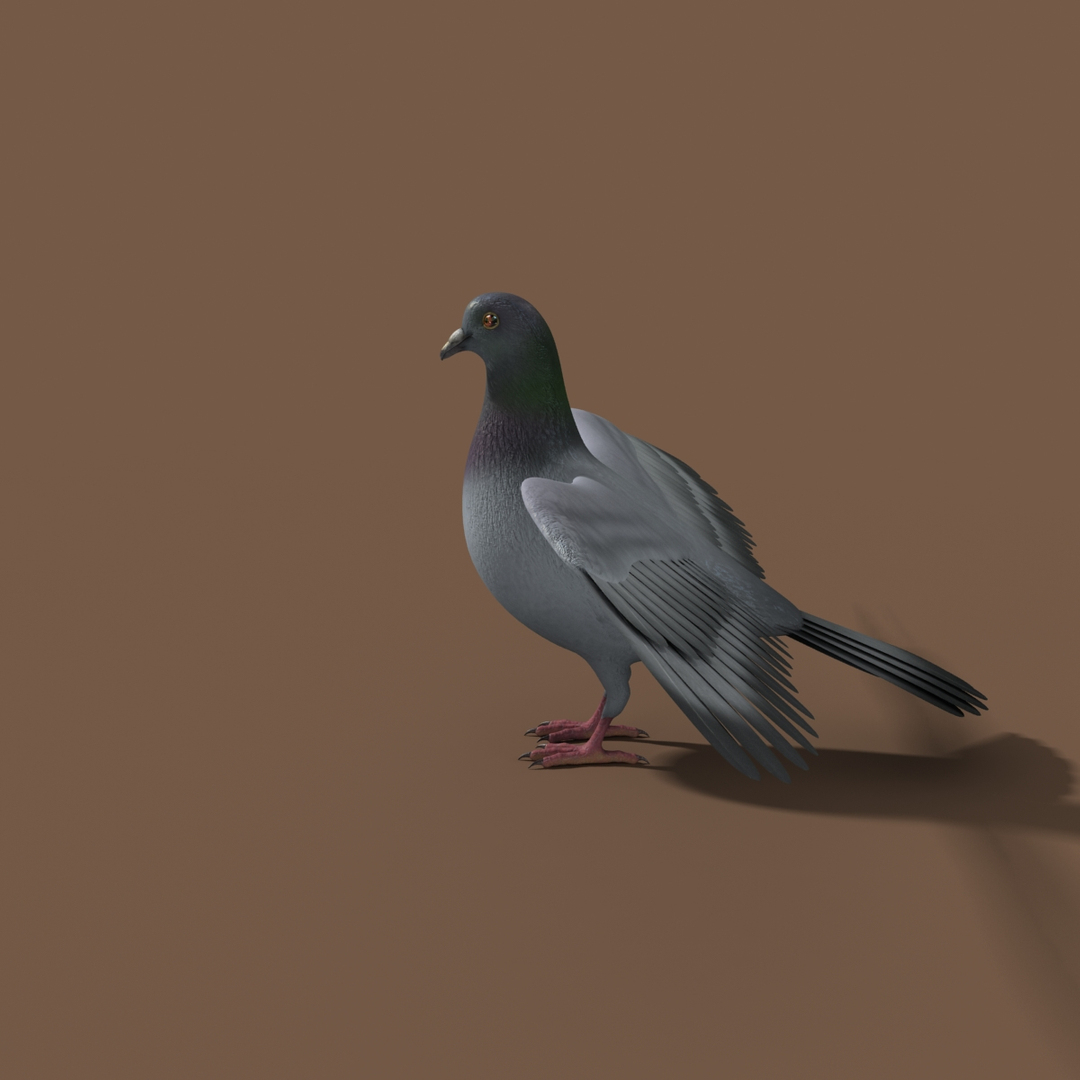 Pigeon Bird Max