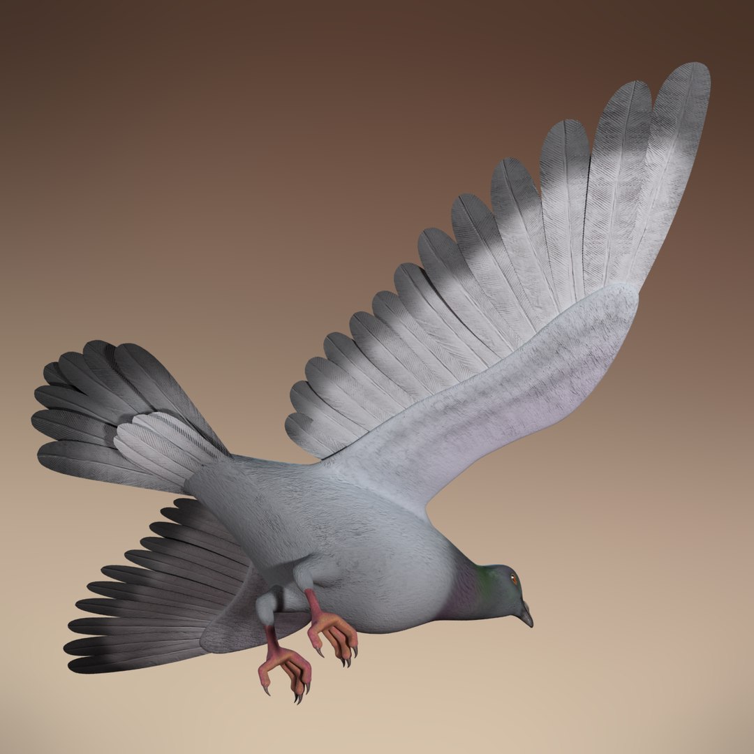 pigeon bird max