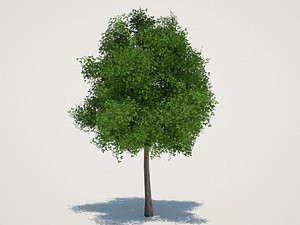 cedar bushes plants 3d model
