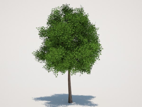 cedar hedge 3d model